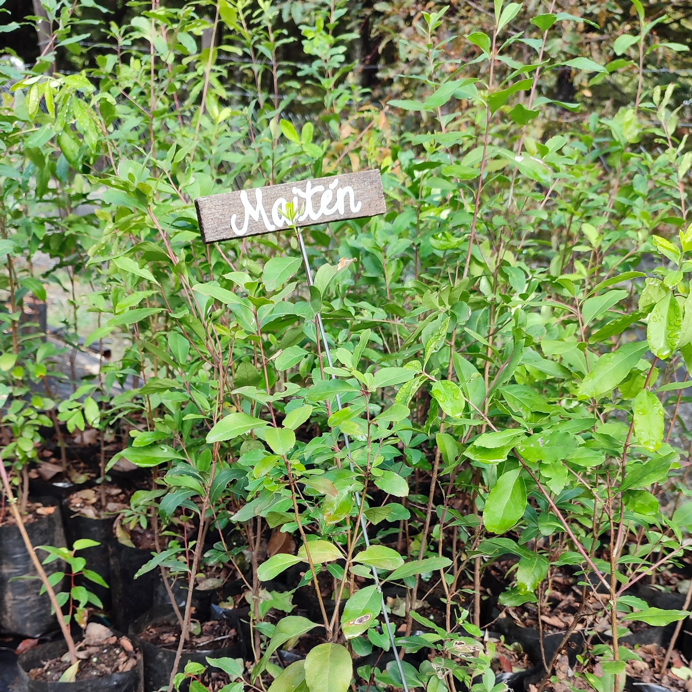 Maitén - TodoNativo | Vivero de Plantas Nativas del Sur de Chile
