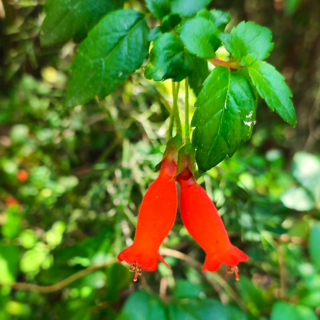 Temu – TodoNativo | Vivero de Plantas Nativas del Sur de Chile