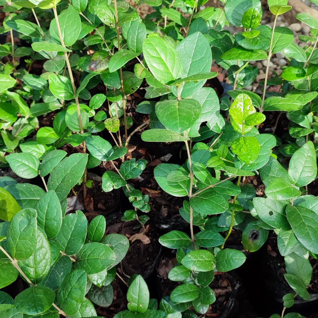 Luma - TodoNativo | Vivero de Plantas Nativas del Sur de Chile