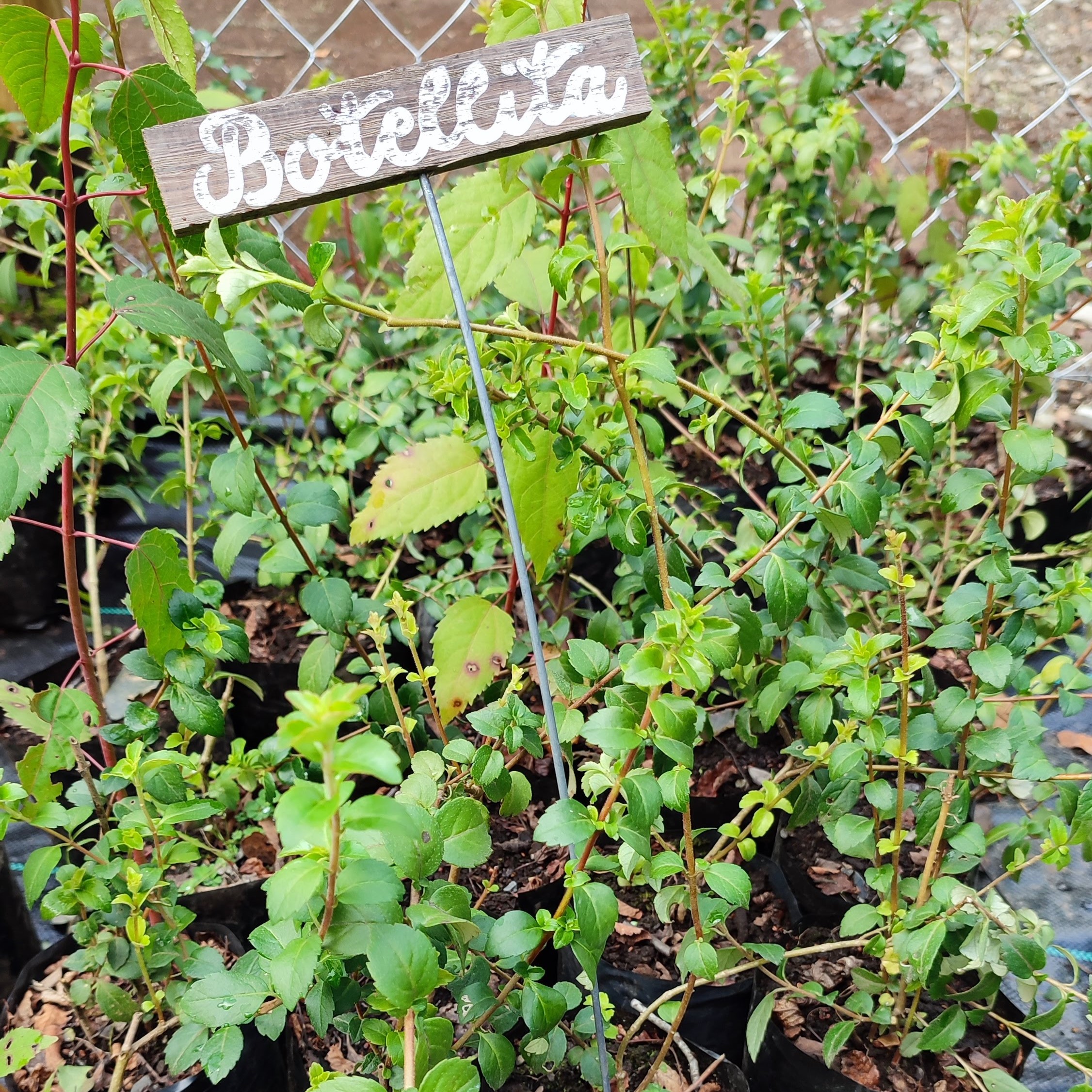 Botellita – TodoNativo | Vivero de Plantas Nativas del Sur de Chile
