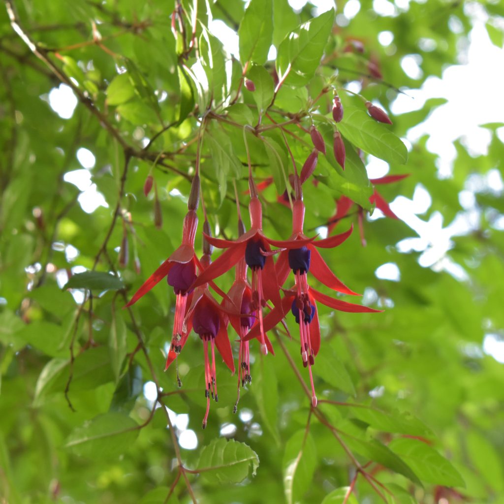 Olivillo - TodoNativo | Vivero de Plantas Nativas del Sur de Chile