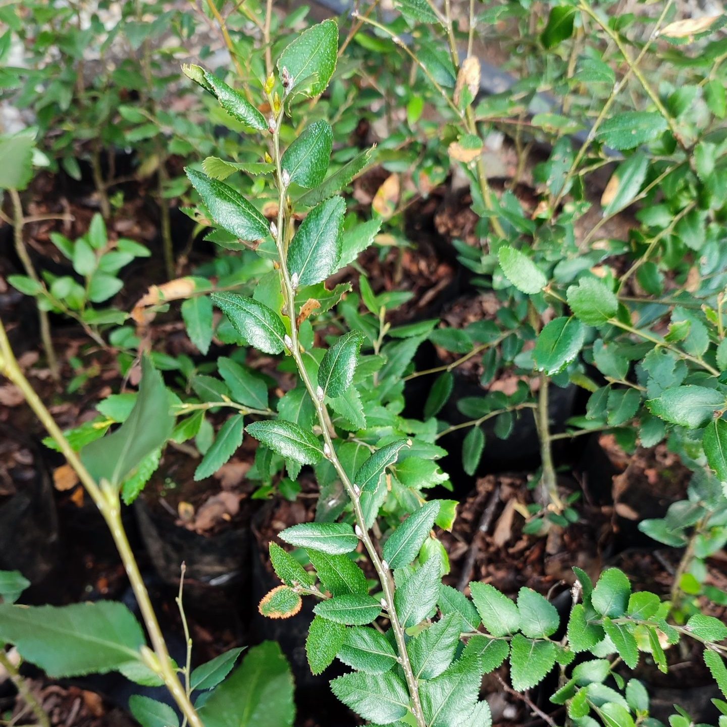 Tienda - TodoNativo | Vivero de Plantas Nativas del Sur de Chile