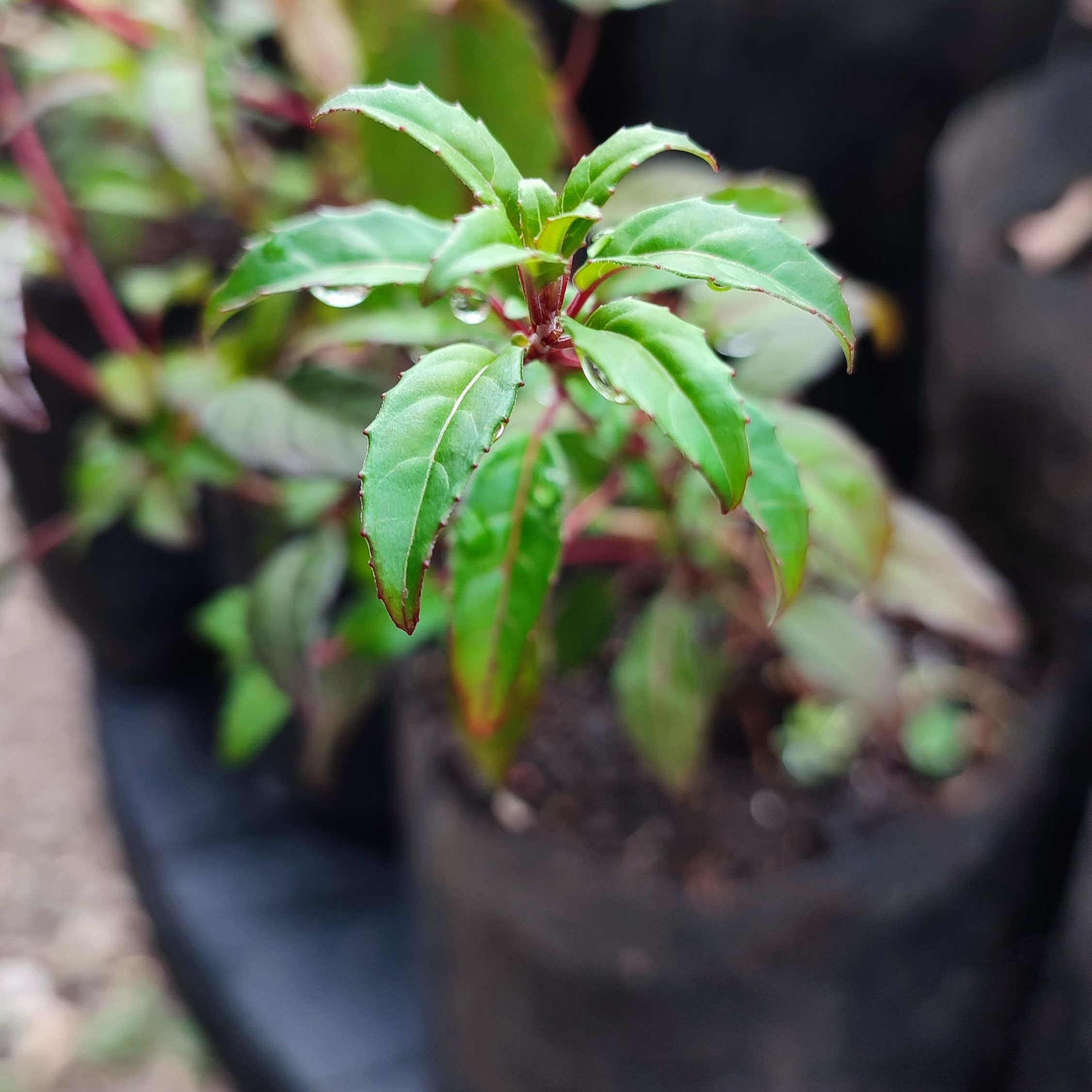 Chilco - TodoNativo | Vivero de Plantas Nativas del Sur de Chile