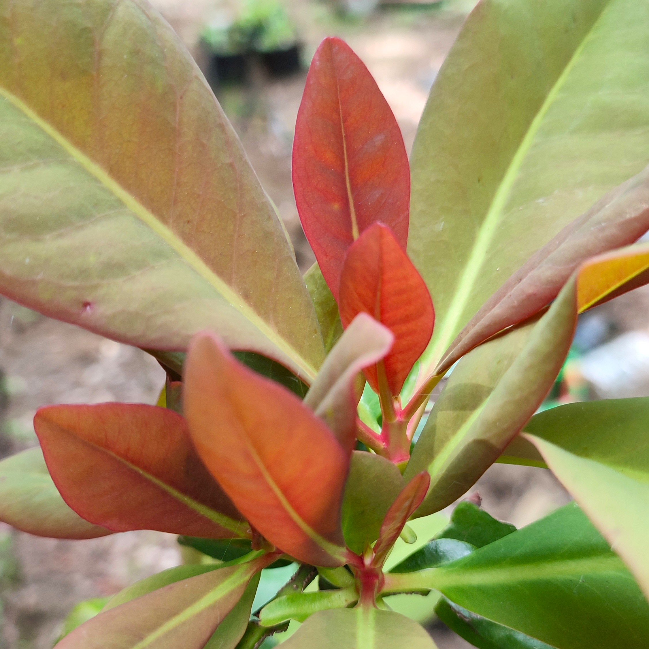 Canelo – TodoNativo | Vivero de Plantas Nativas del Sur de Chile