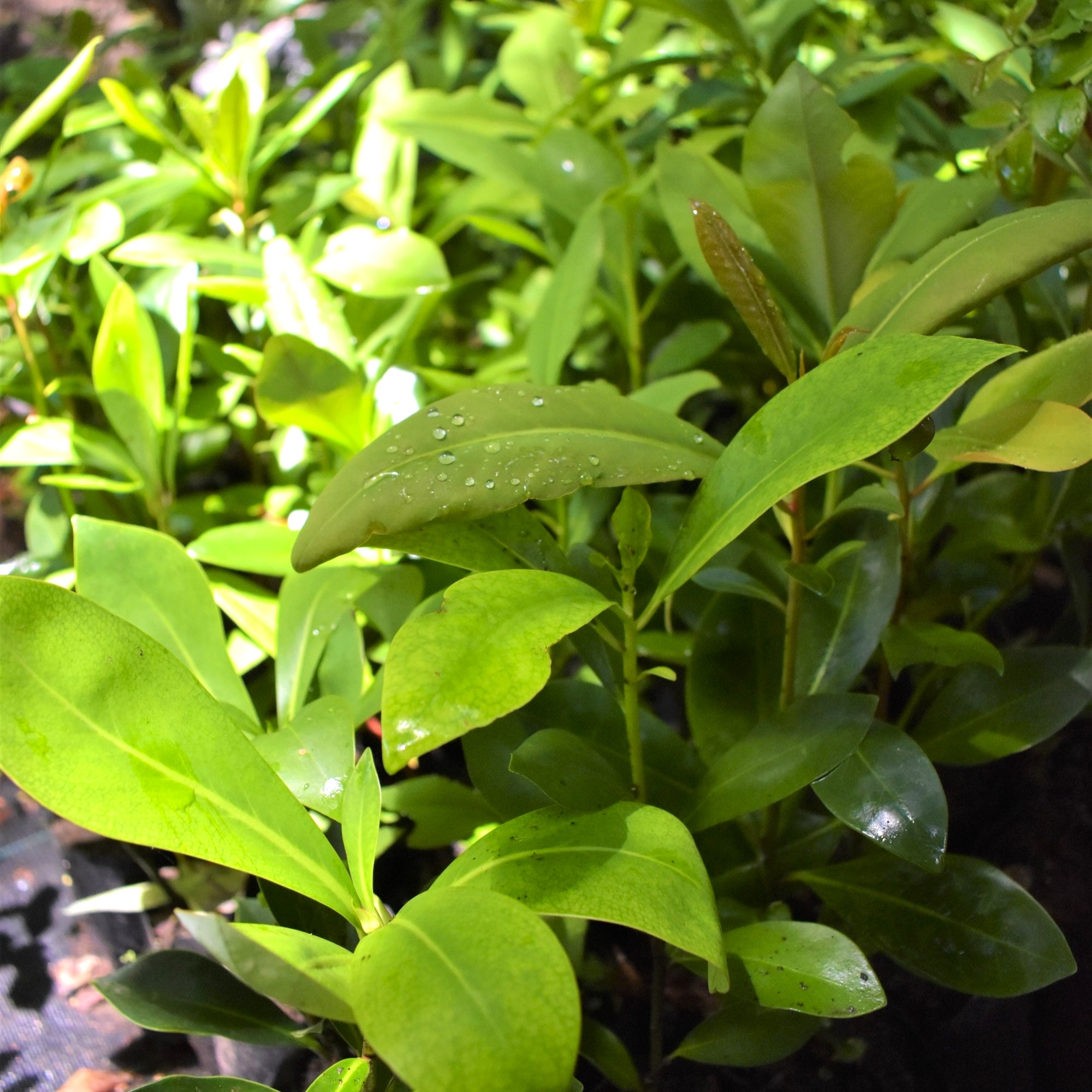 Canelo - TodoNativo | Vivero de Plantas Nativas del Sur de Chile