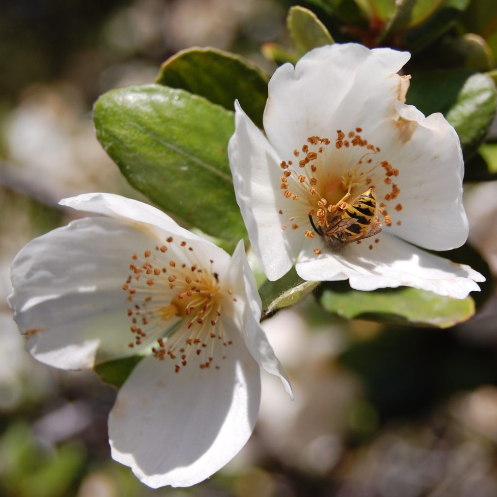 Ulmo - TodoNativo | Vivero de Plantas Nativas del Sur de Chile