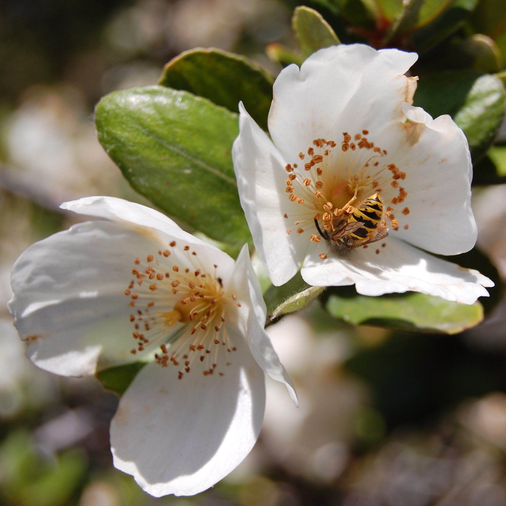Ulmo - TodoNativo | Vivero de Plantas Nativas del Sur de Chile