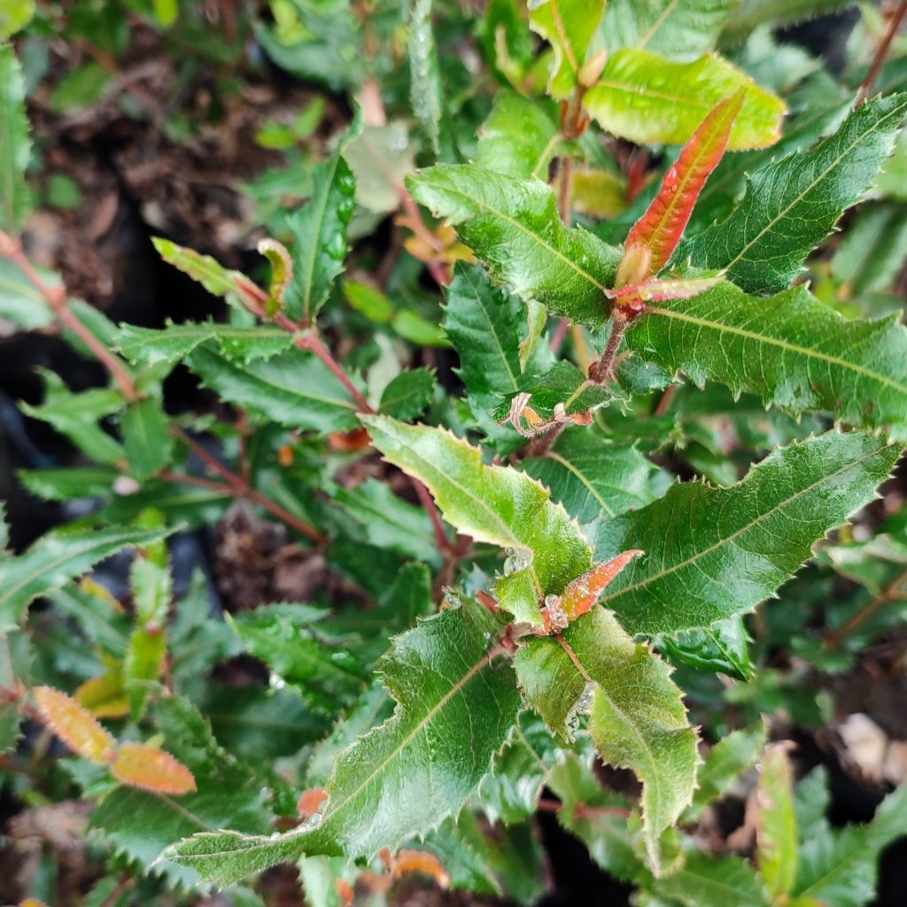 Ulmo - TodoNativo | Vivero de Plantas Nativas del Sur de Chile