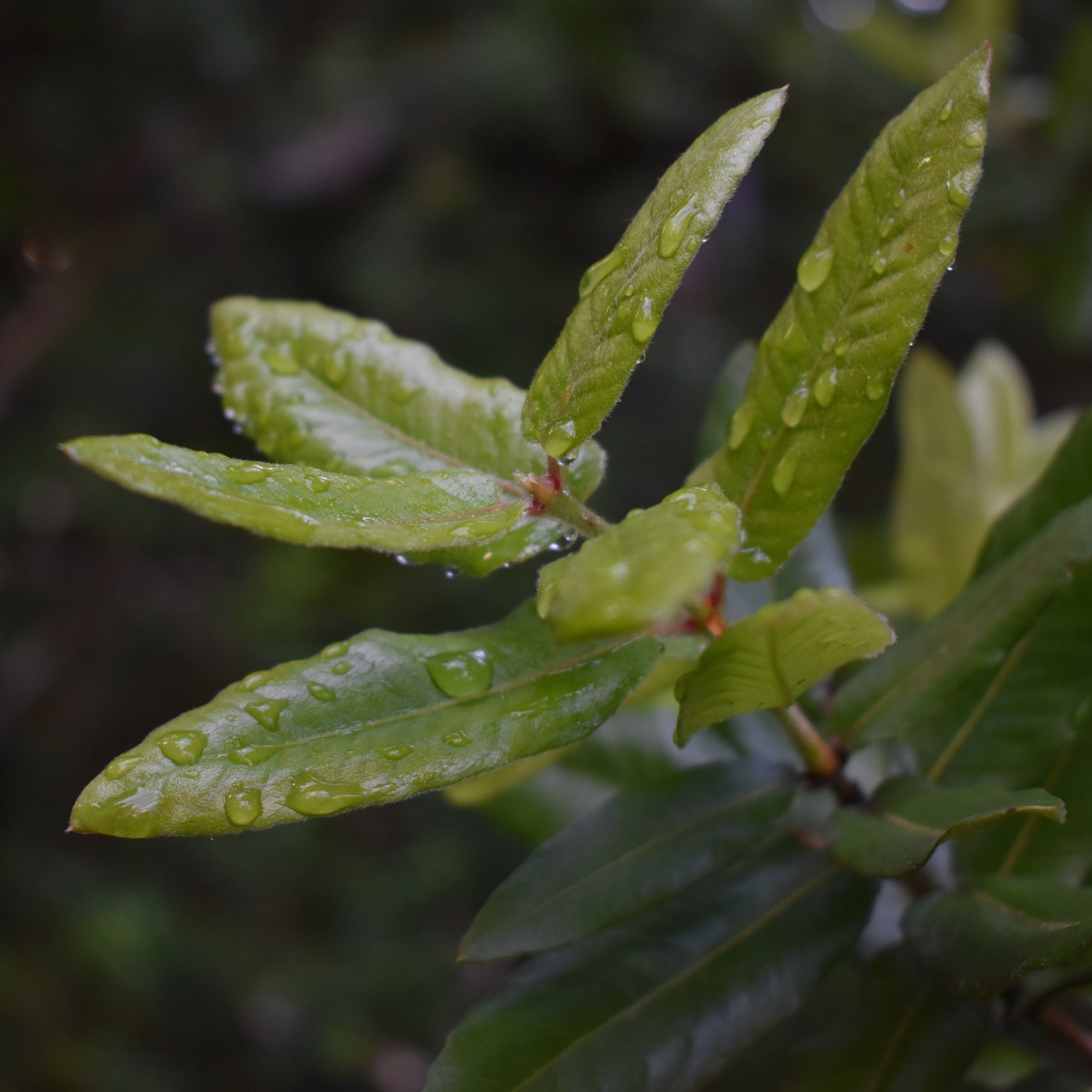 Ulmo - TodoNativo | Vivero de Plantas Nativas del Sur de Chile