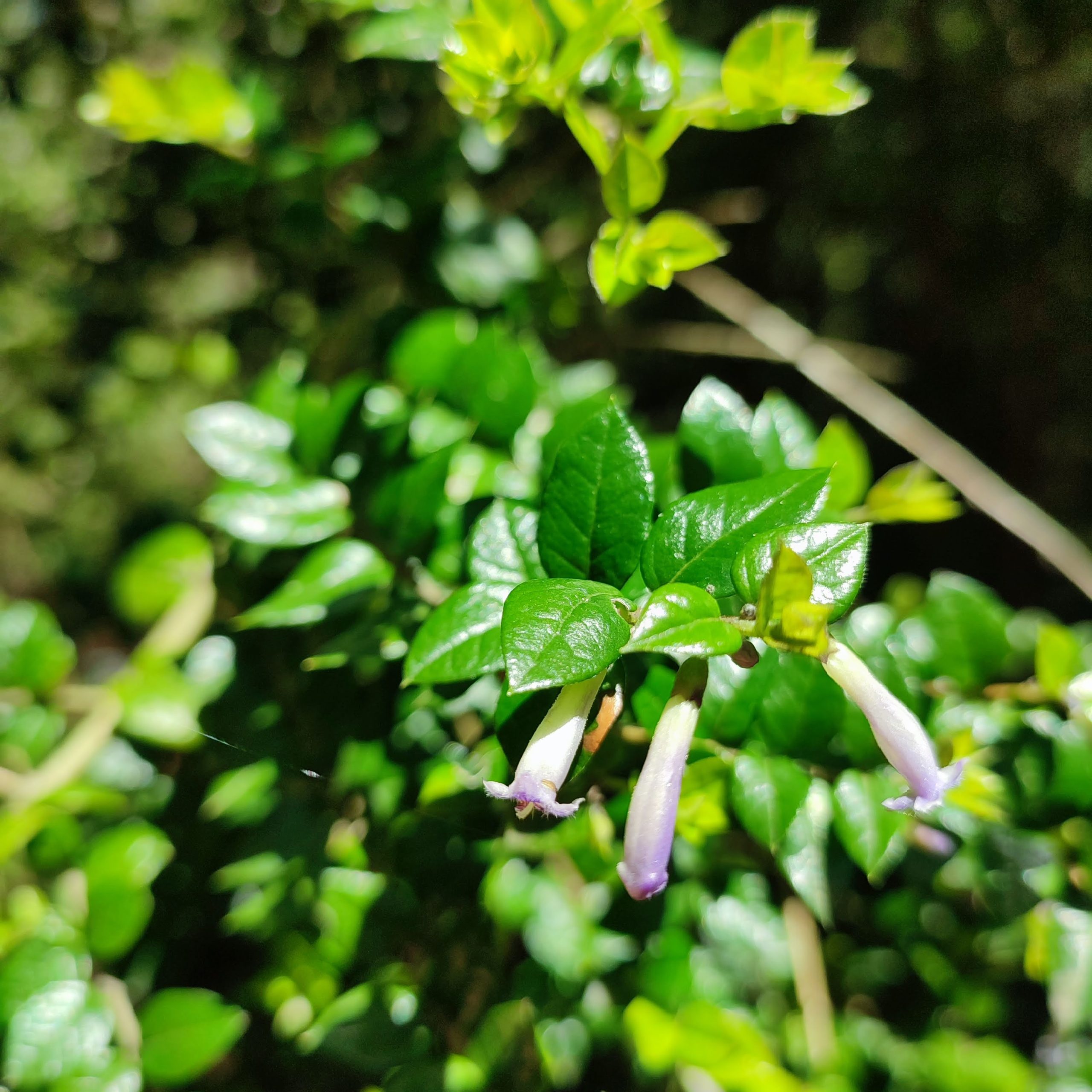 Arrayán Macho - TodoNativo | Vivero de Plantas Nativas del Sur de Chile