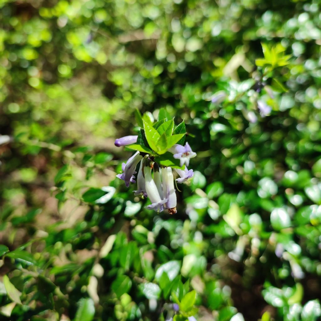 Arrayán Macho - TodoNativo | Vivero de Plantas Nativas del Sur de Chile
