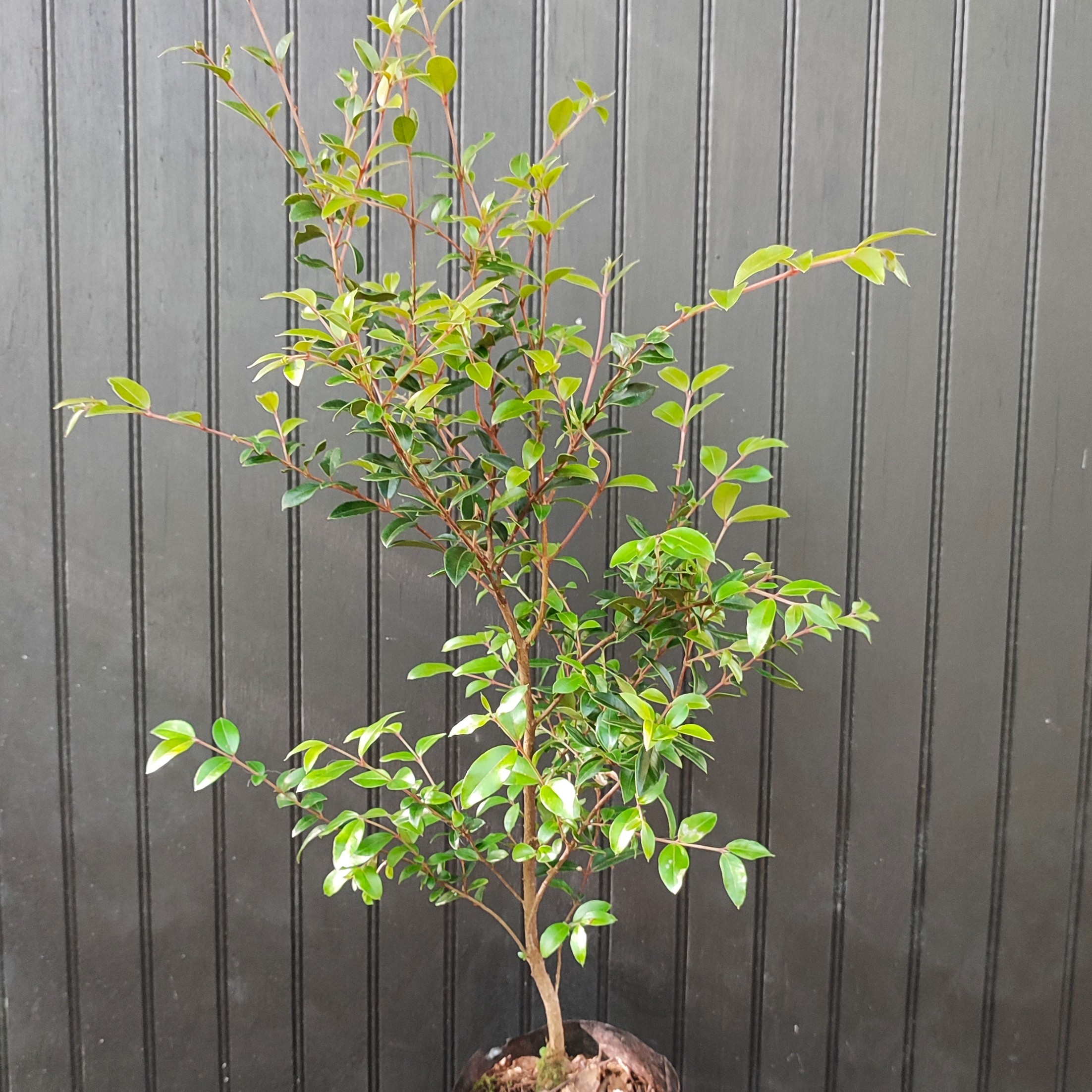 Luma - TodoNativo | Vivero de Plantas Nativas del Sur de Chile