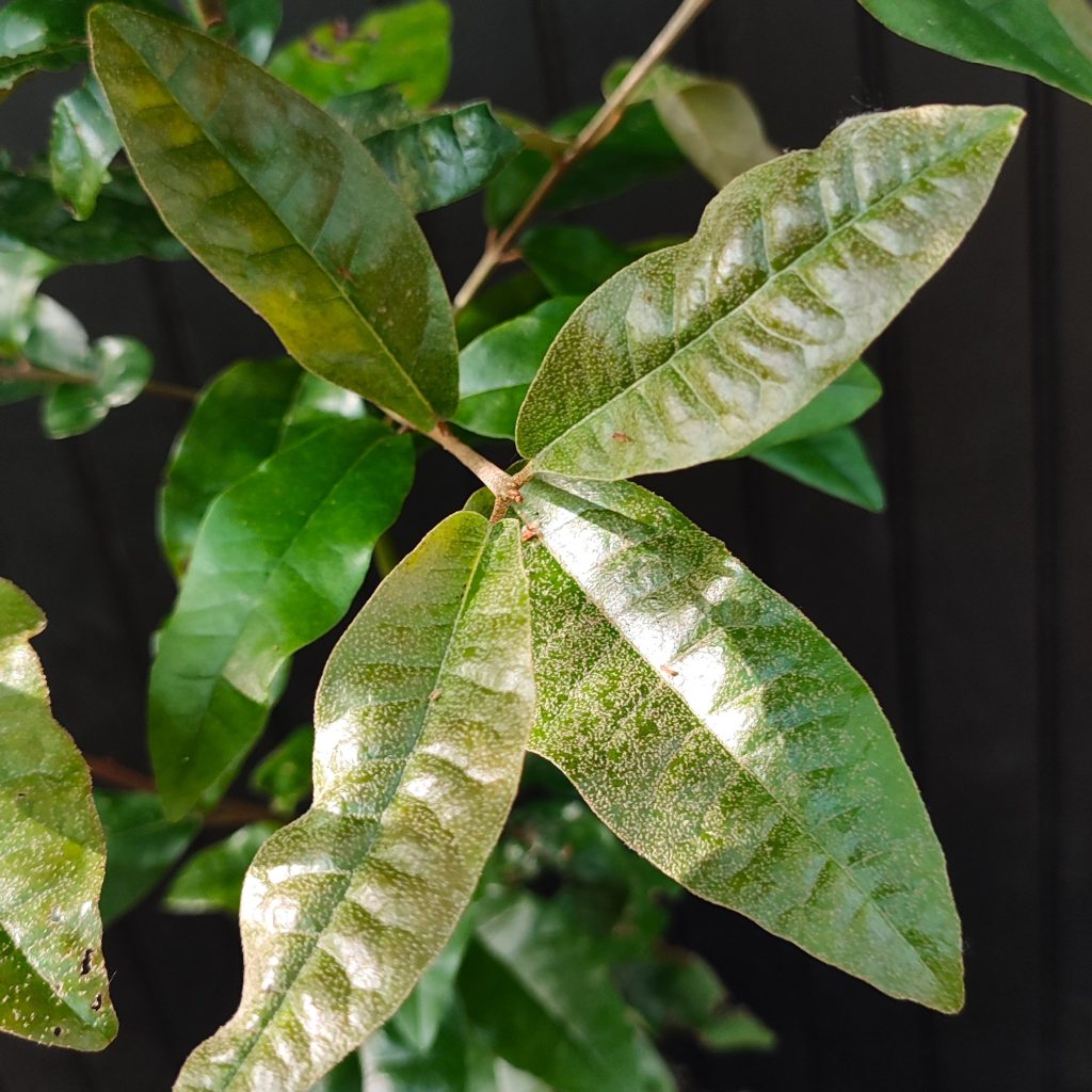 Luma - TodoNativo | Vivero de Plantas Nativas del Sur de Chile