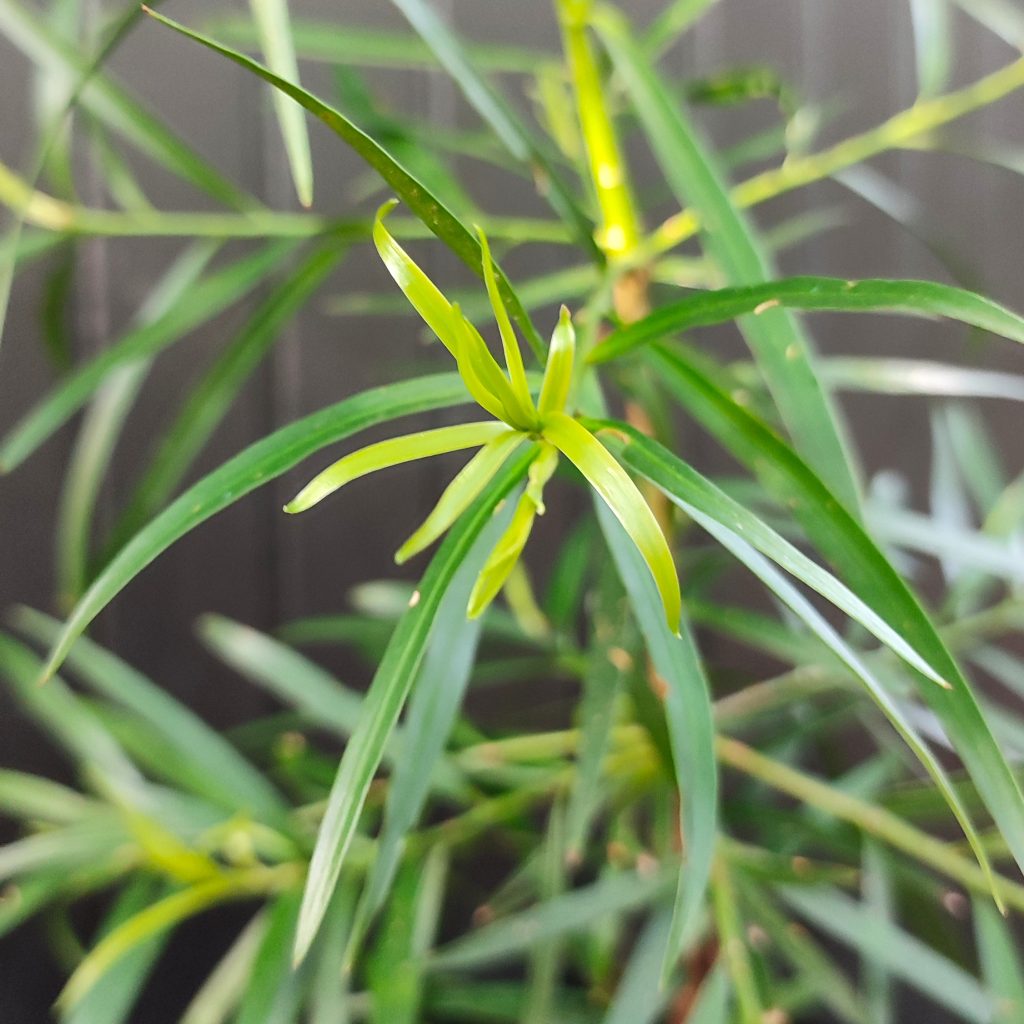 Luma - TodoNativo | Vivero de Plantas Nativas del Sur de Chile