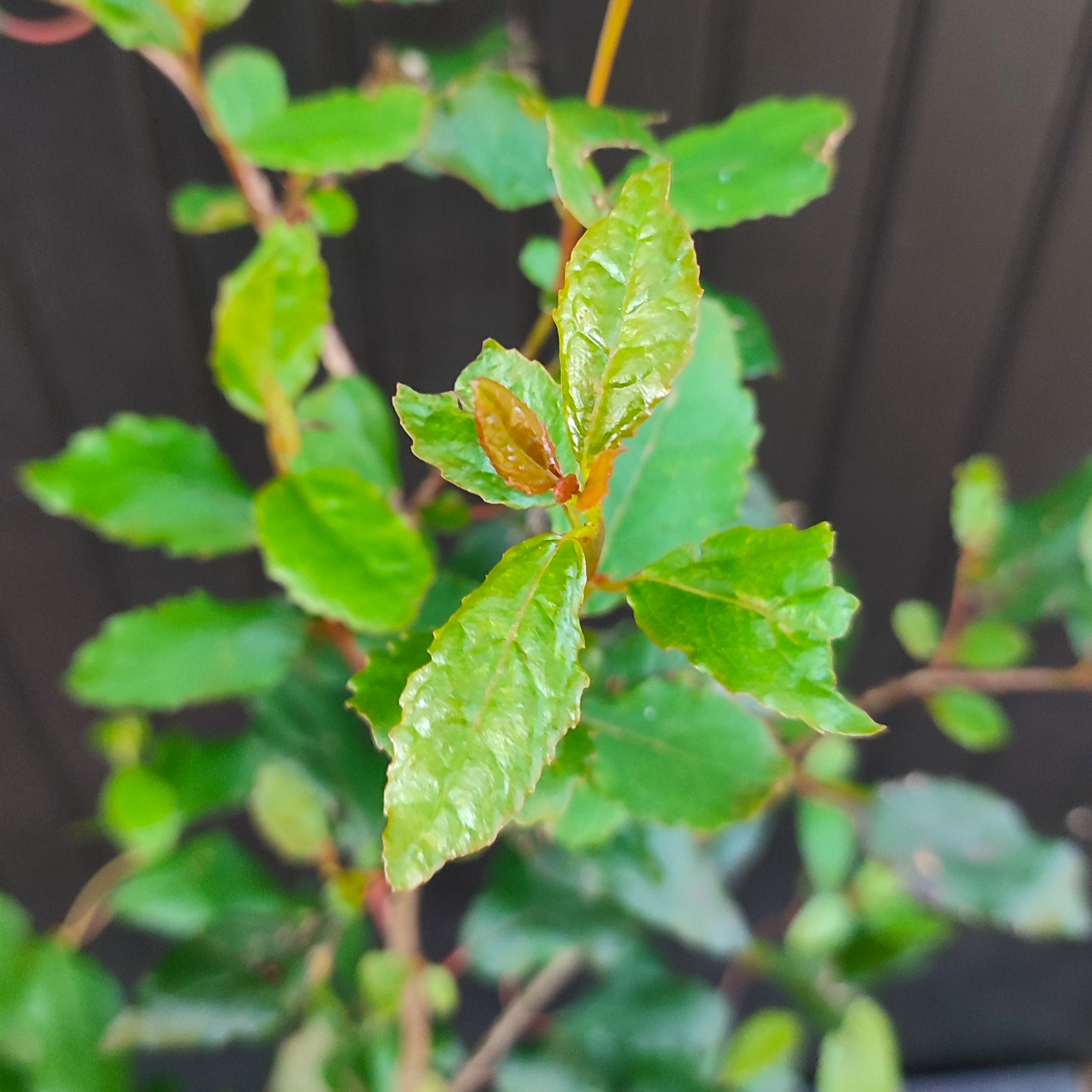Patagua – TodoNativo | Vivero de Plantas Nativas del Sur de Chile