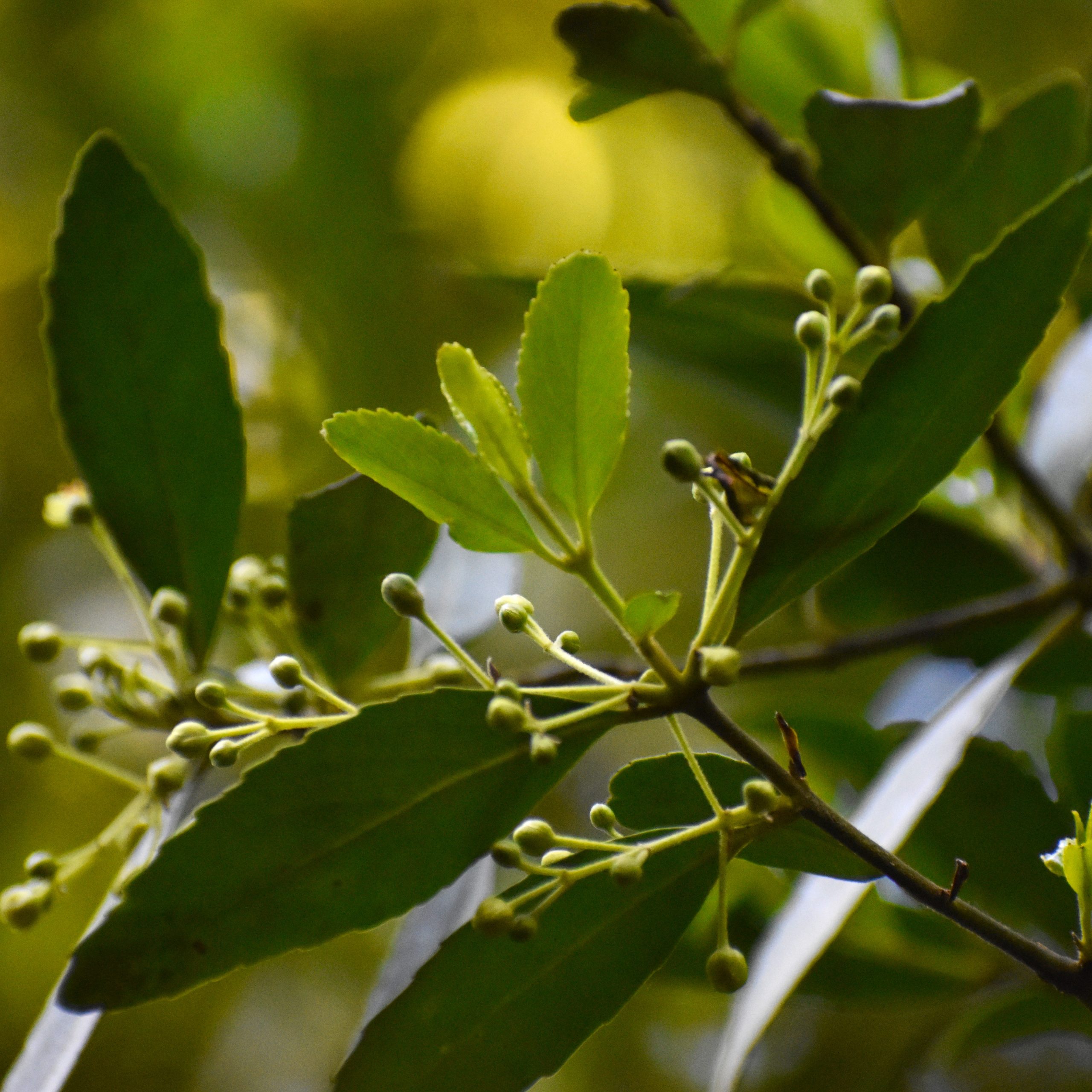 Laurel – TodoNativo | Vivero de Plantas Nativas del Sur de Chile
