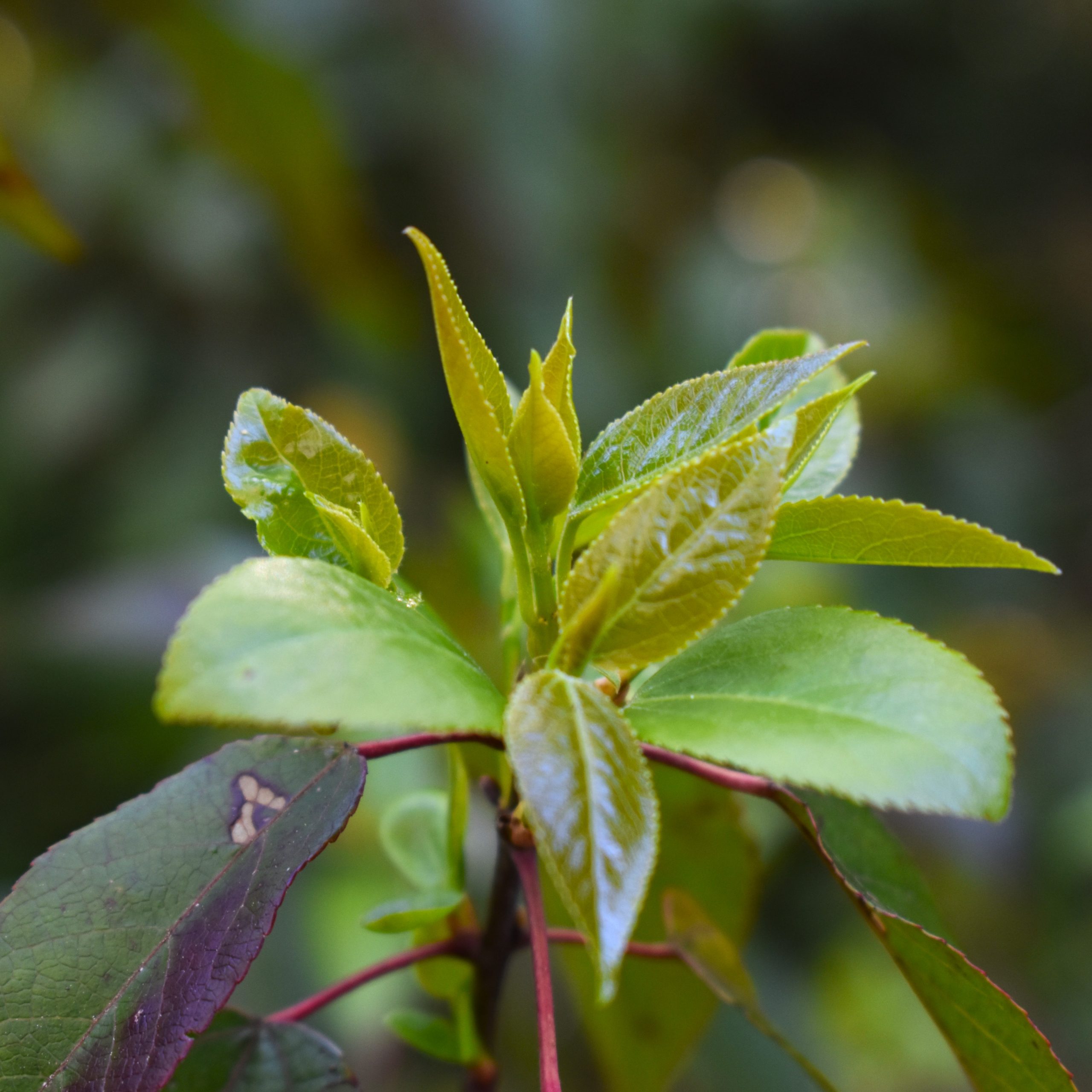 Maqui - TodoNativo | Vivero de Plantas Nativas del Sur de Chile