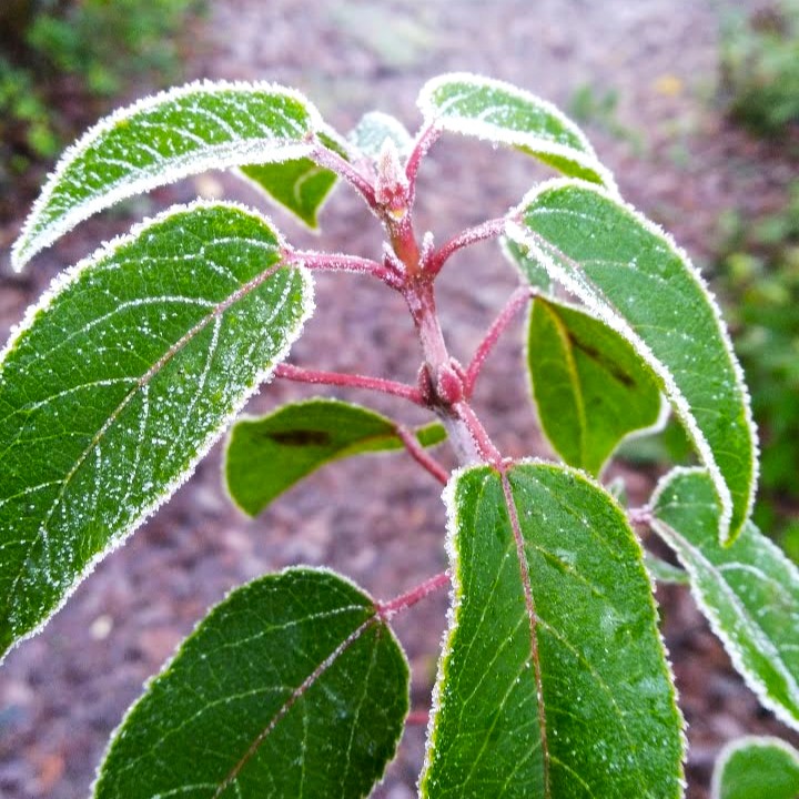 Maqui - TodoNativo | Vivero de Plantas Nativas del Sur de Chile