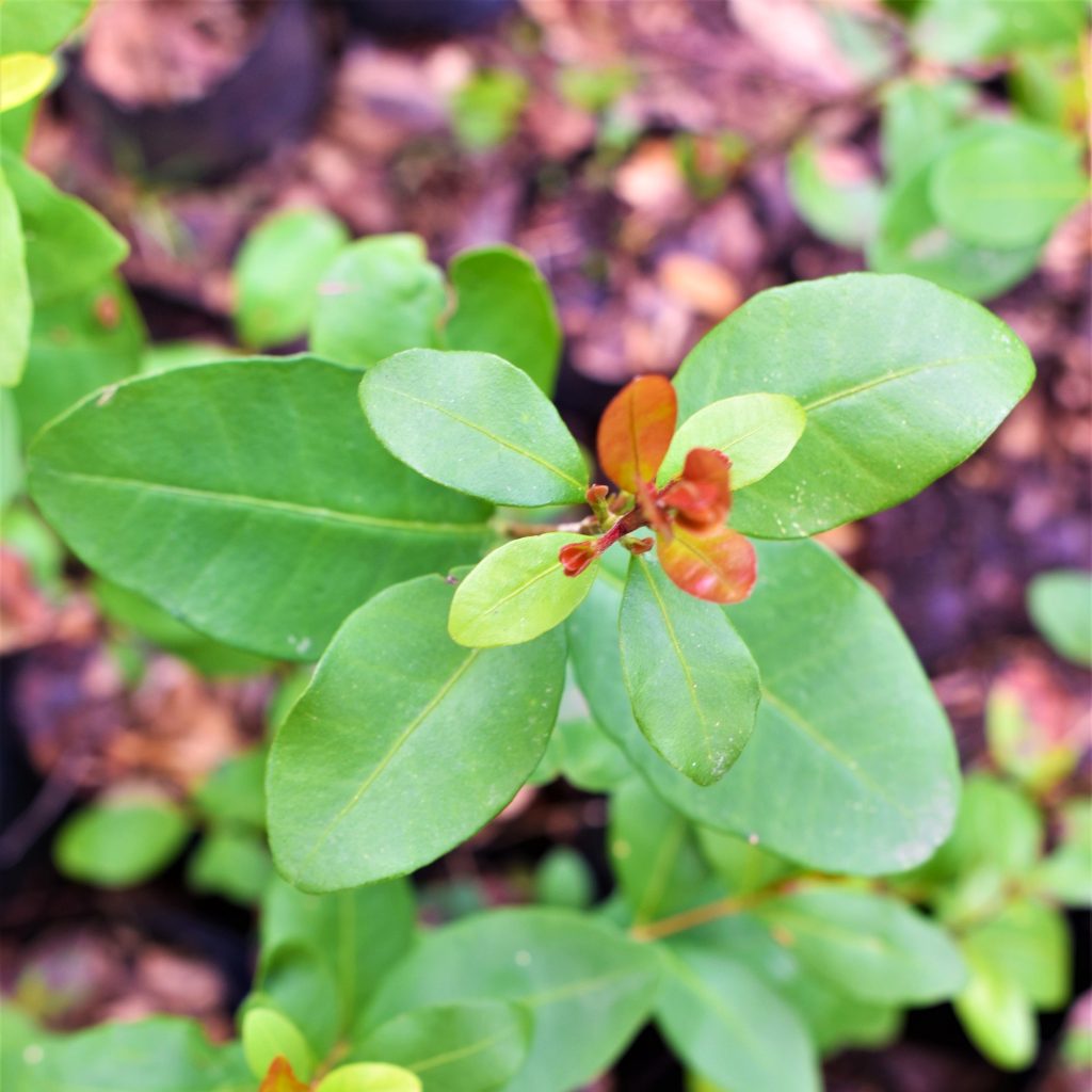 Temu - TodoNativo | Vivero de Plantas Nativas del Sur de Chile
