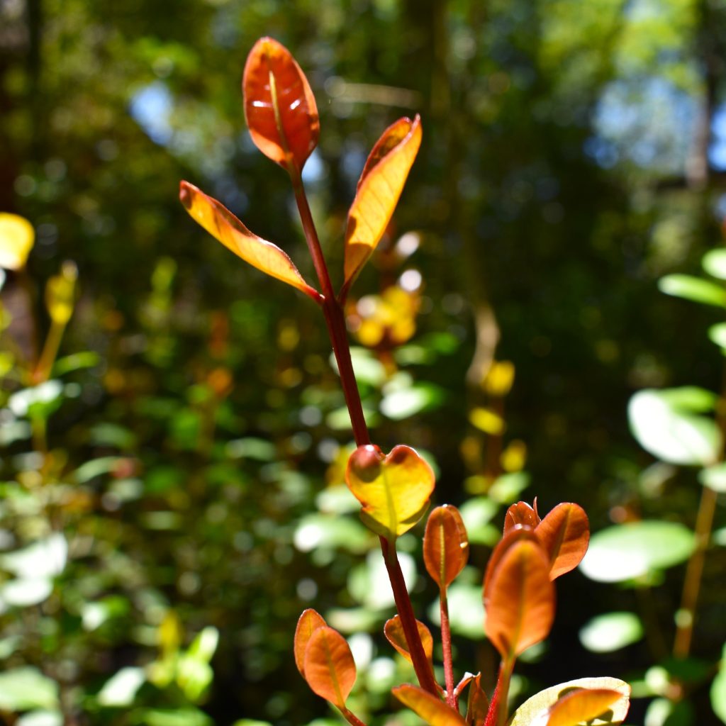 Boldo - TodoNativo | Vivero de Plantas Nativas del Sur de Chile
